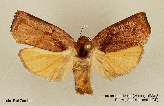 Papua Insects Foundation (Lepidoptera/Tortricidae)